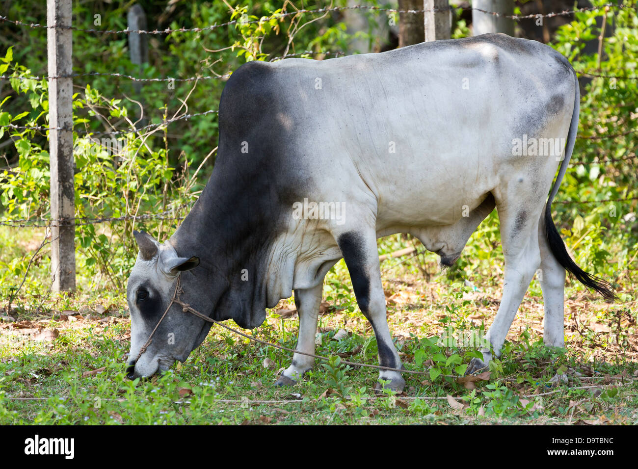Cow in the Province of Kampot in Cambodia Stock Photo - Alamy