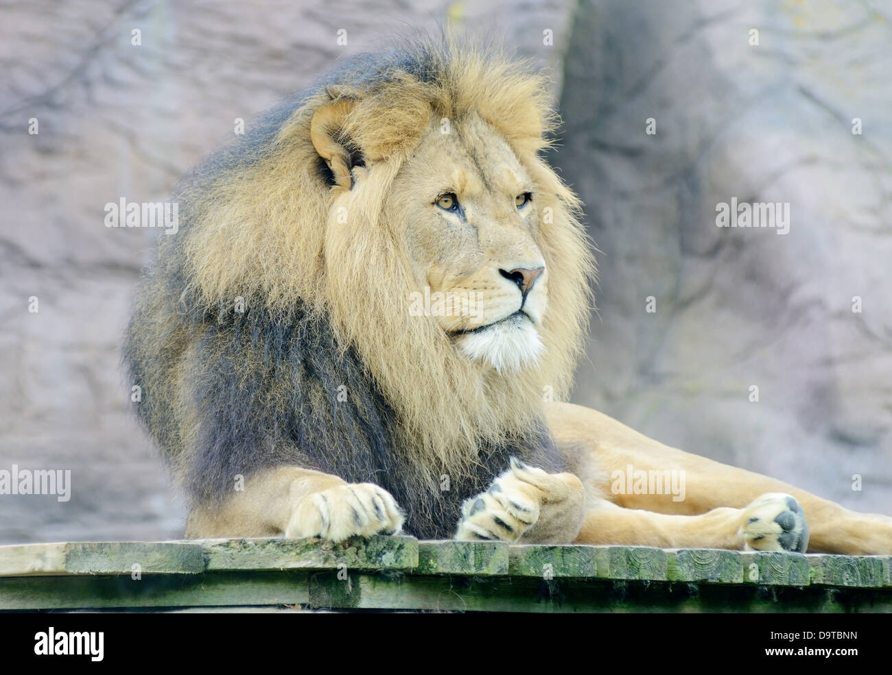 Male lion alone is watchful and alert Stock Photo - Alamy
