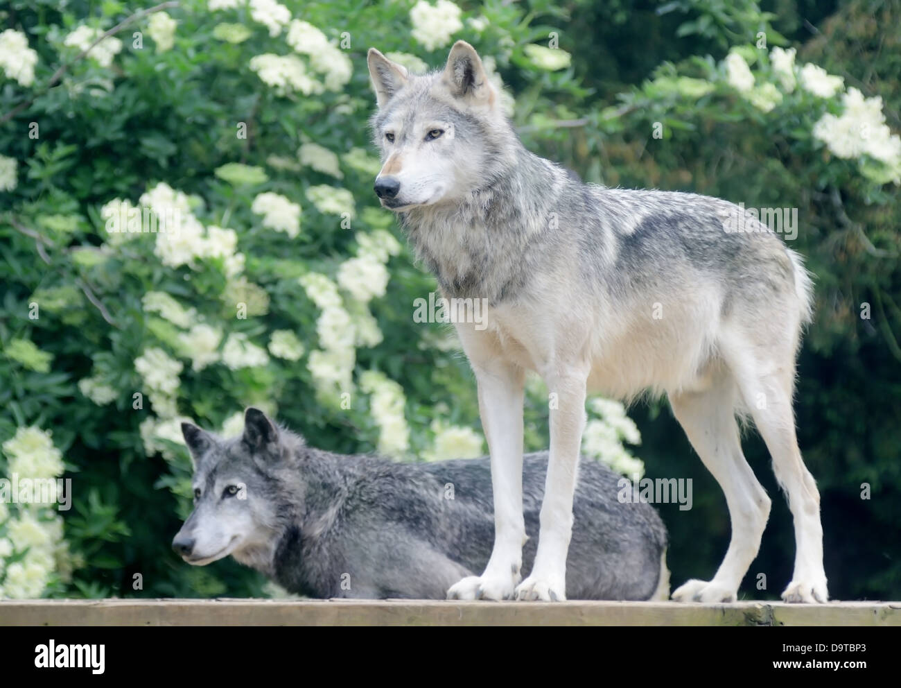 Two wolves looking alert staring into distance Stock Photo - Alamy