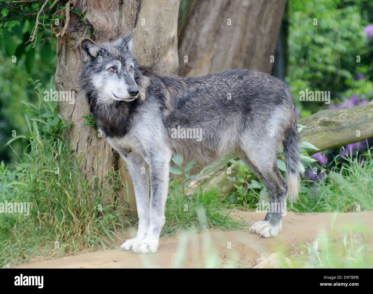 A single lonely wolf looking back Stock Photo - Alamy