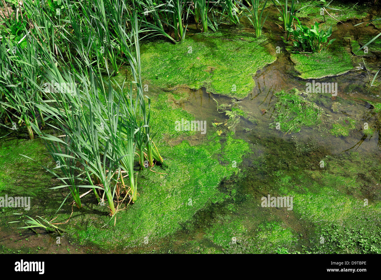 Reed in pond hi-res stock photography and images - Alamy