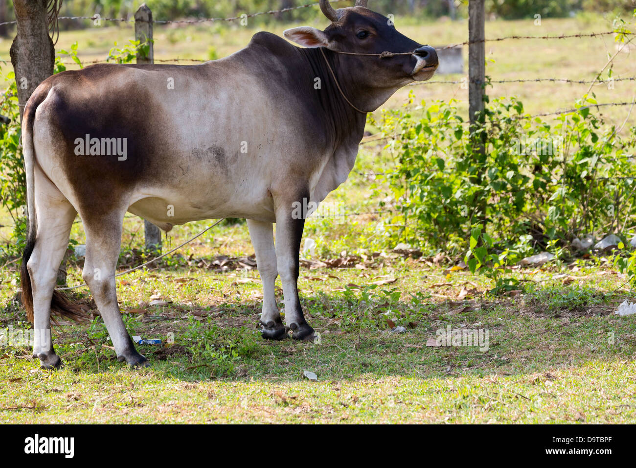 Cambodia cattle cow hi-res stock photography and images - Alamy