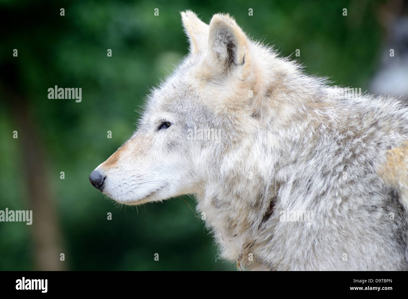 A lone wolf closeup of head in profile Stock Photo - Alamy