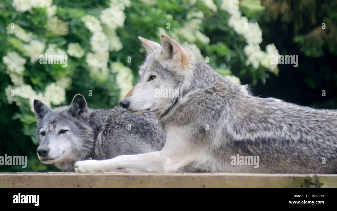 Two wolves hi-res stock photography and images - Alamy