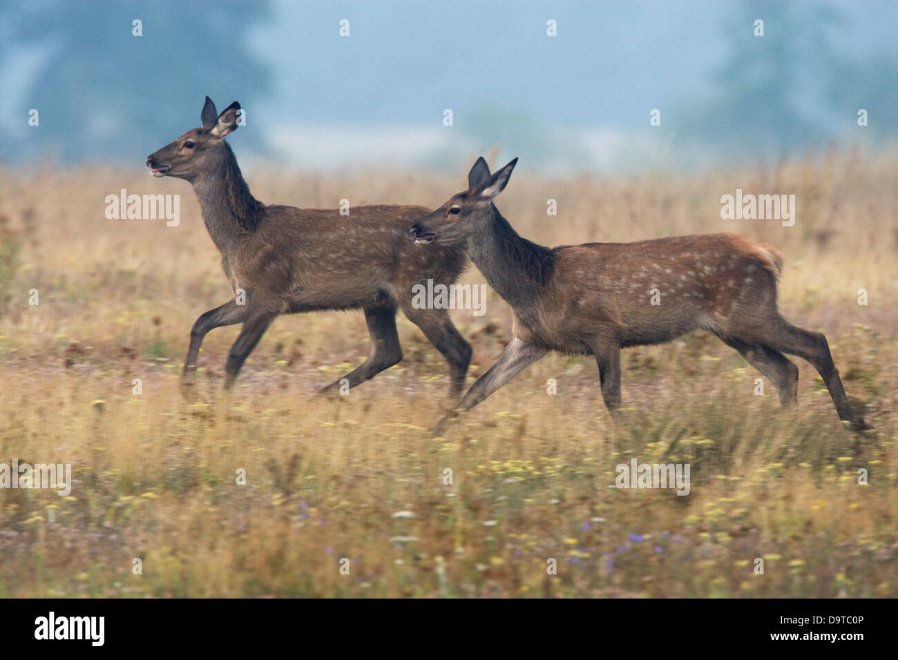 Two red deer calves running at full speed Stock Photo - Alamy