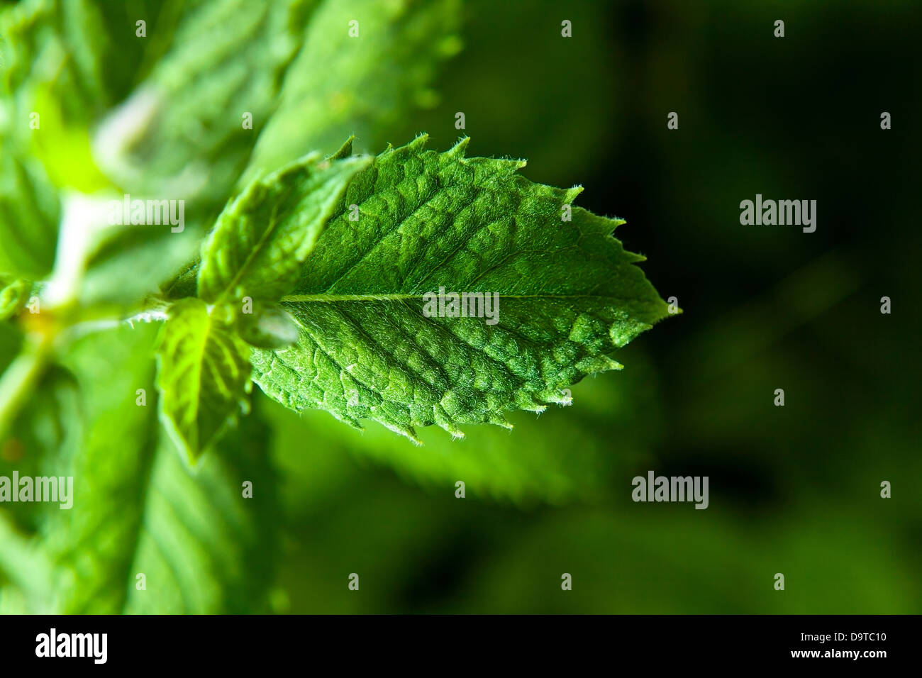 Closeup shot branch growing hi-res stock photography and images - Alamy