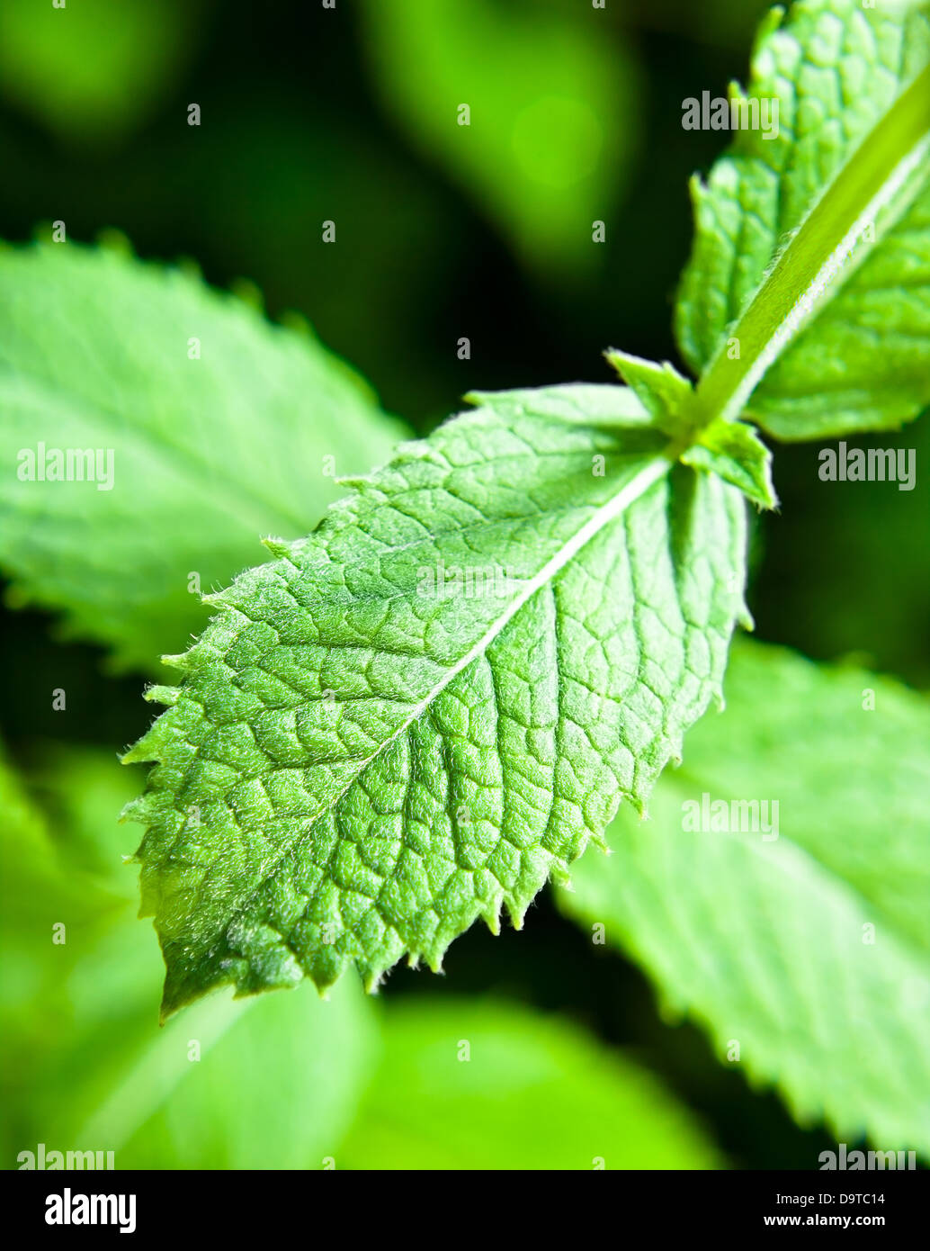 peppermint growing on a bed , macro shot Stock Photo - Alamy
