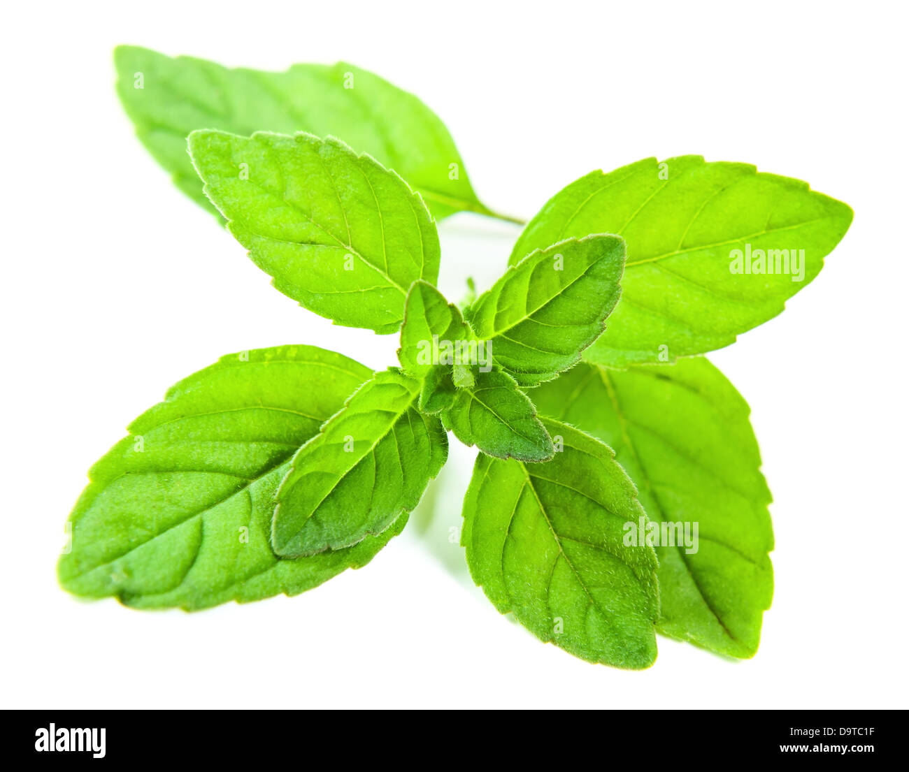 fresh peppermint isolated on a white background Stock Photo - Alamy