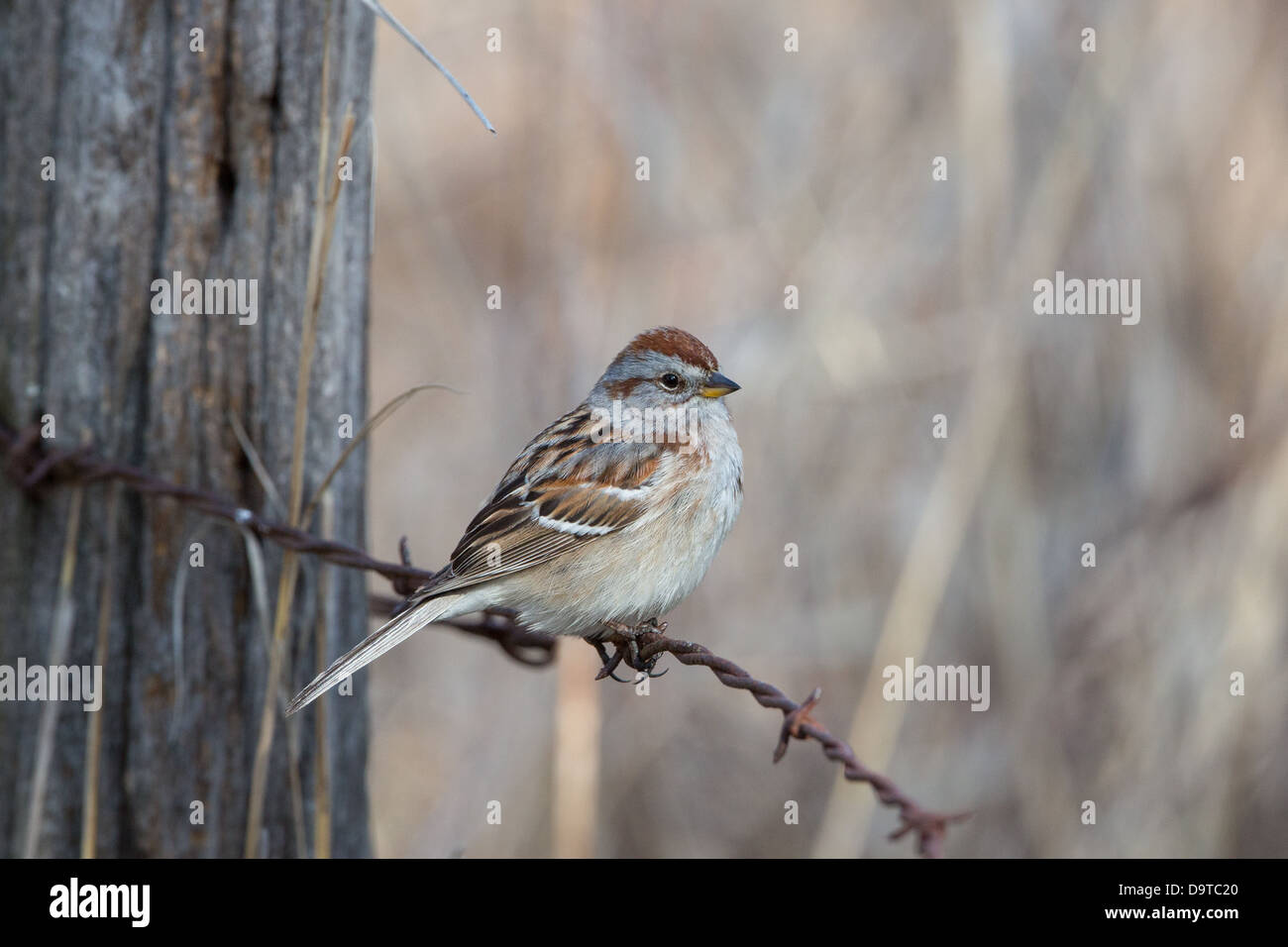 American tree sparrow Stock Photo - Alamy