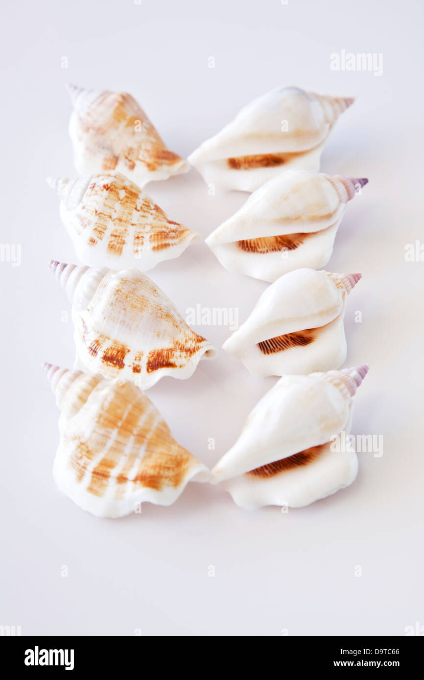 Pearl in clam shell hi-res stock photography and images - Alamy