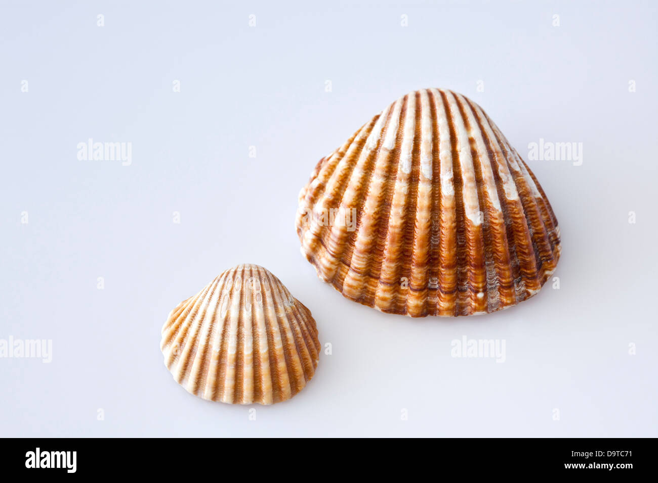 Common sea shells hi-res stock photography and images - Alamy