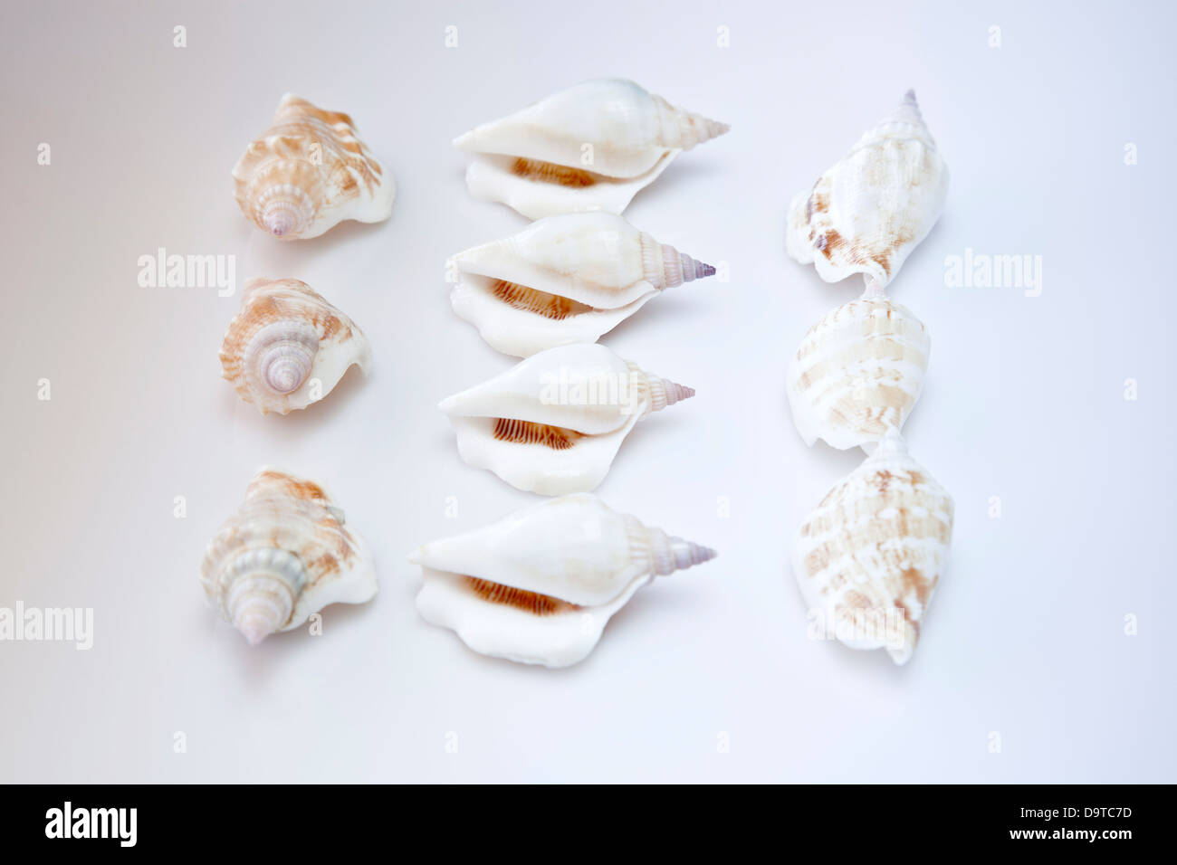 Different view of seashells Stock Photo - Alamy