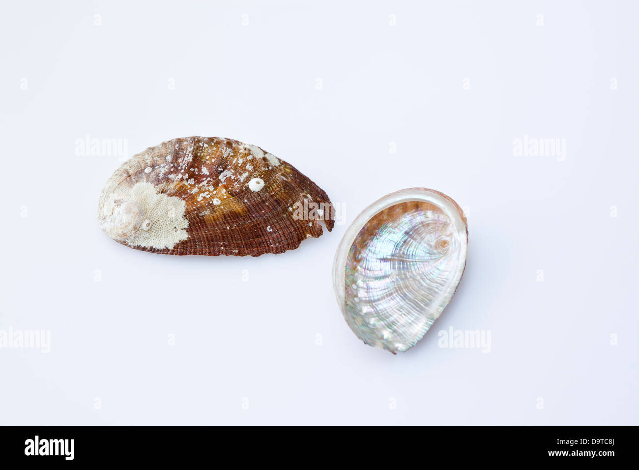 Pearl in clam shell hi-res stock photography and images - Alamy