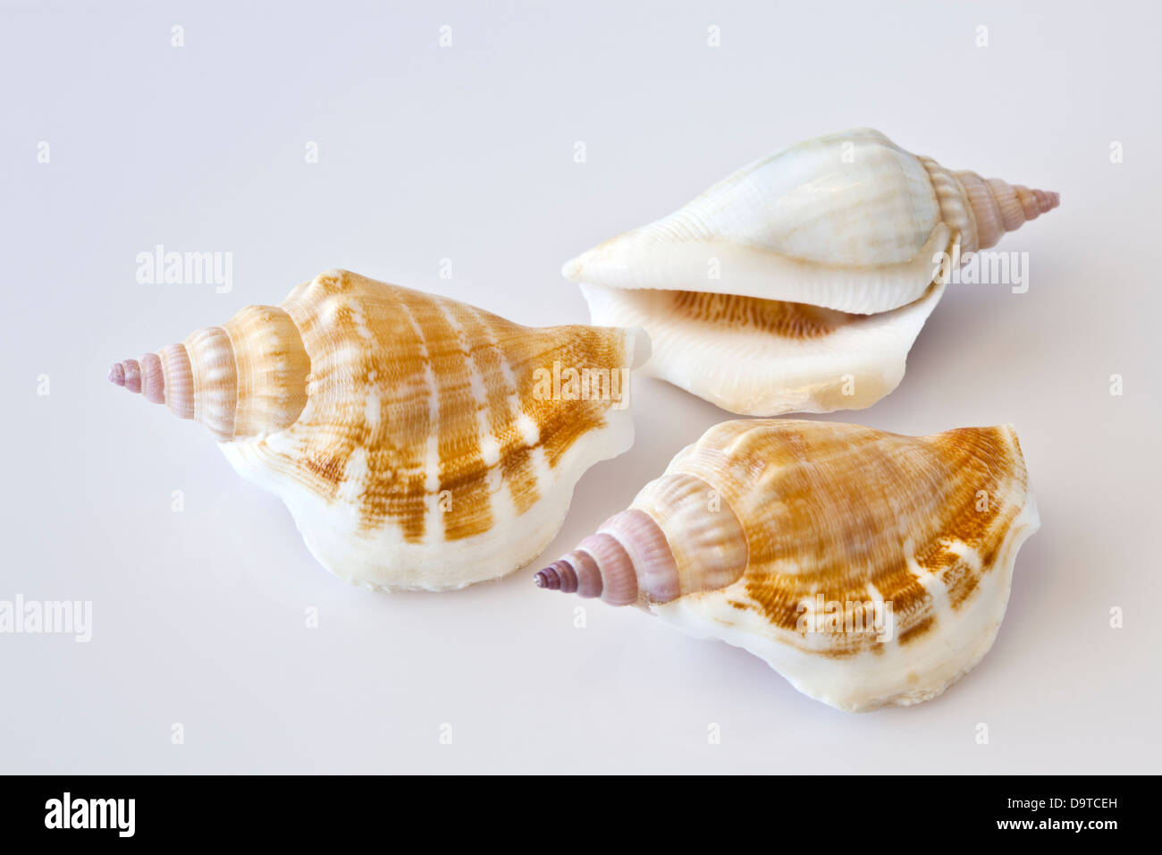 Awe of sea life hi-res stock photography and images - Alamy