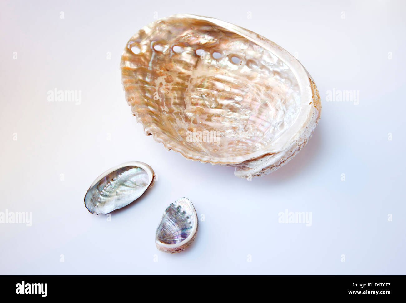 Marine life shells hi-res stock photography and images - Alamy