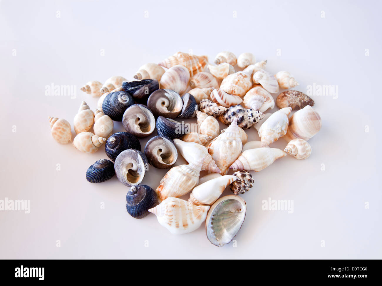 Pearly shells hi-res stock photography and images - Alamy