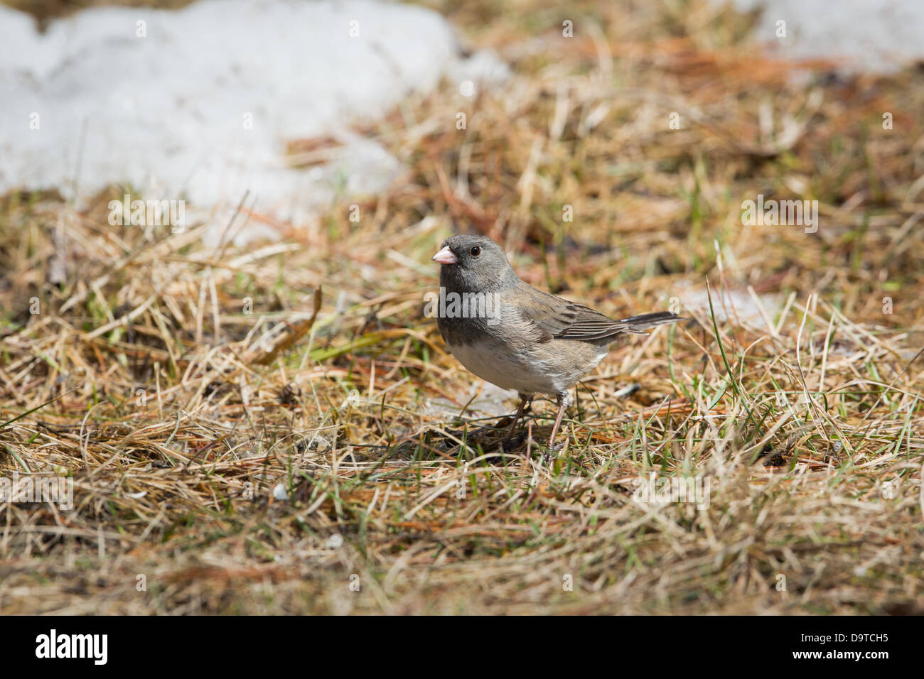 Female junco hi-res stock photography and images - Alamy