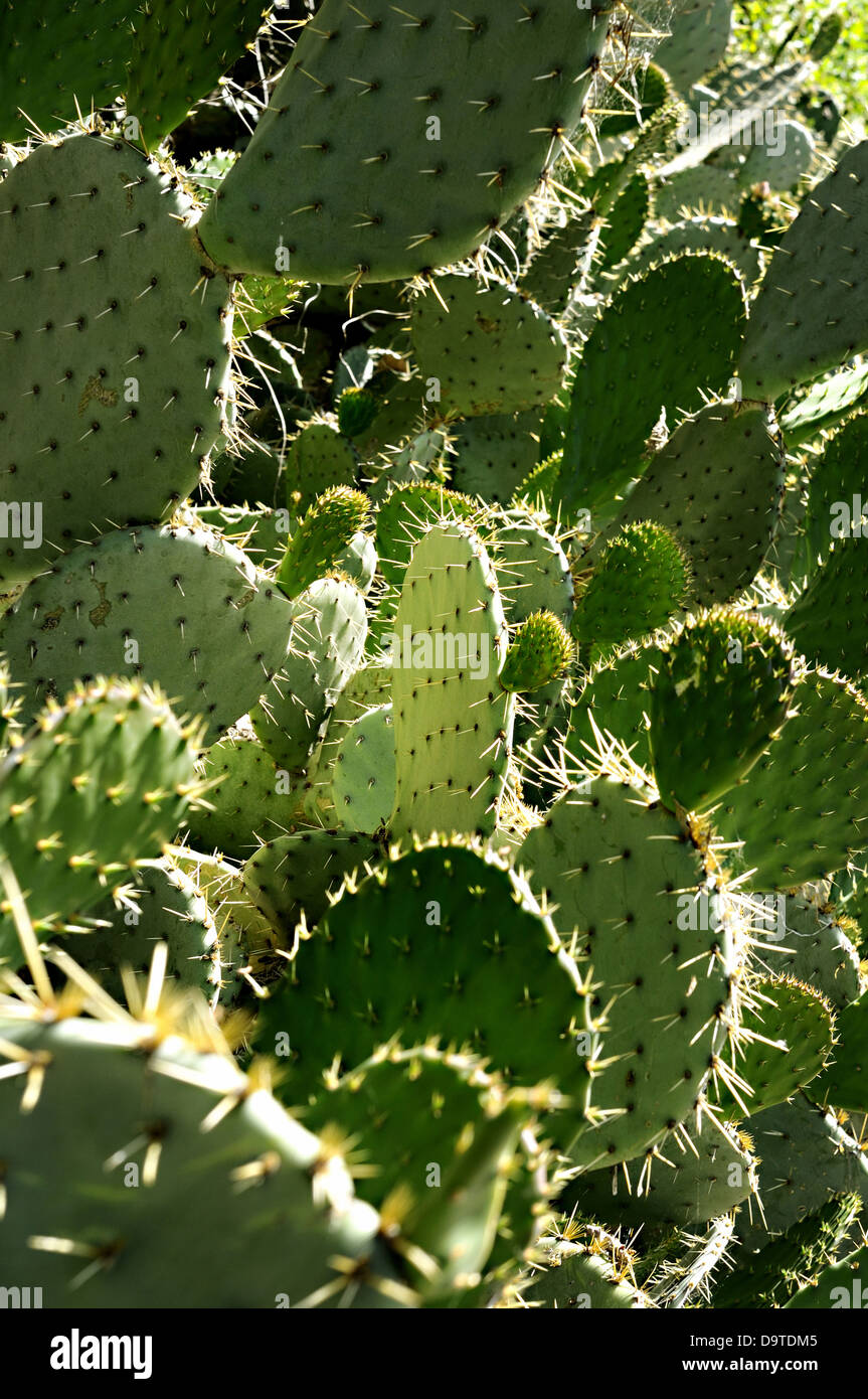 Cactus plant hi-res stock photography and images - Alamy