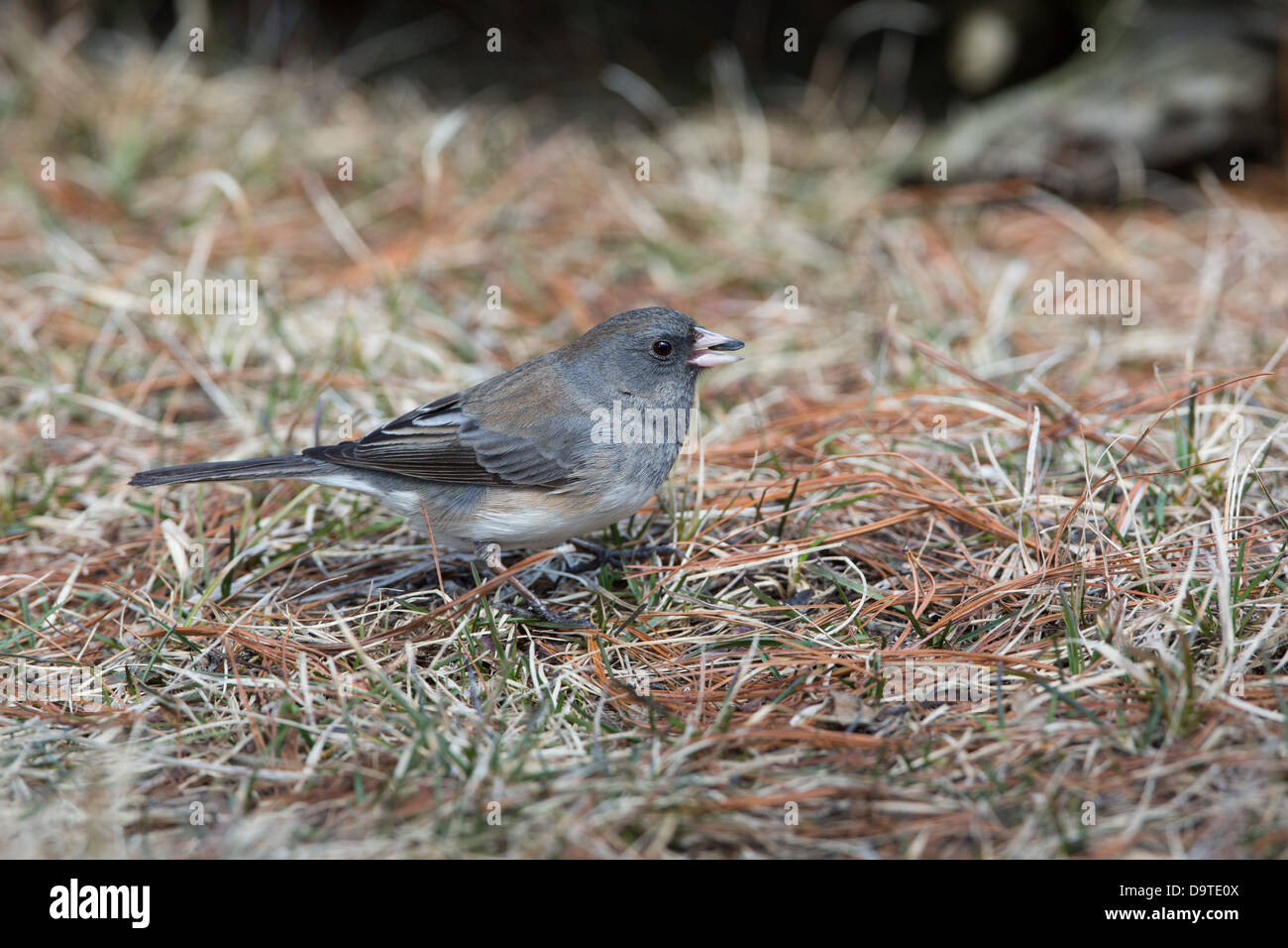 Male junco hi-res stock photography and images - Alamy