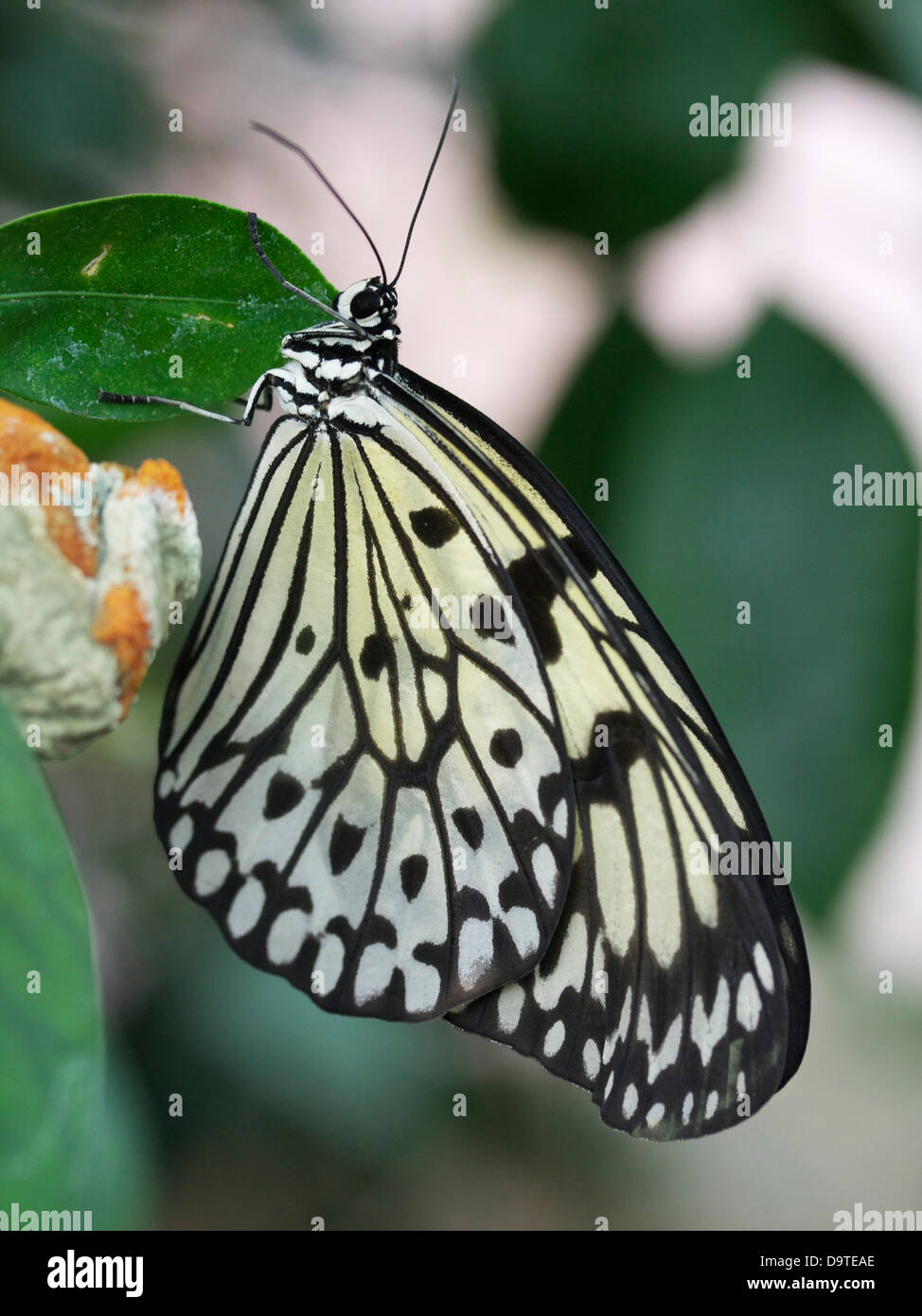 Aposematic or aposematism hi-res stock photography and images - Alamy