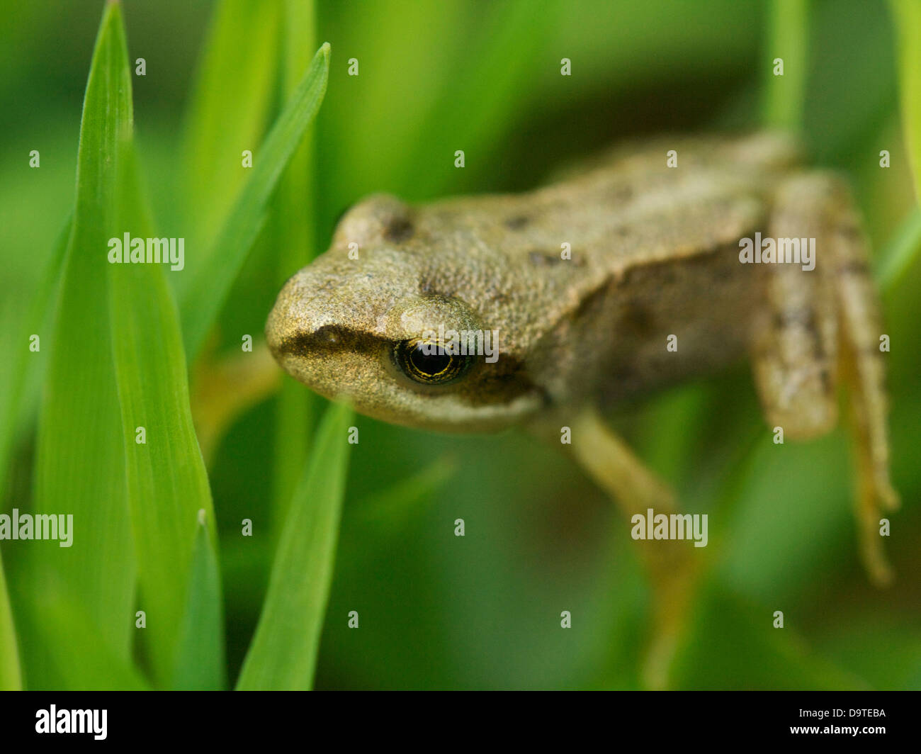 Frog in grass Stock Photo - Alamy