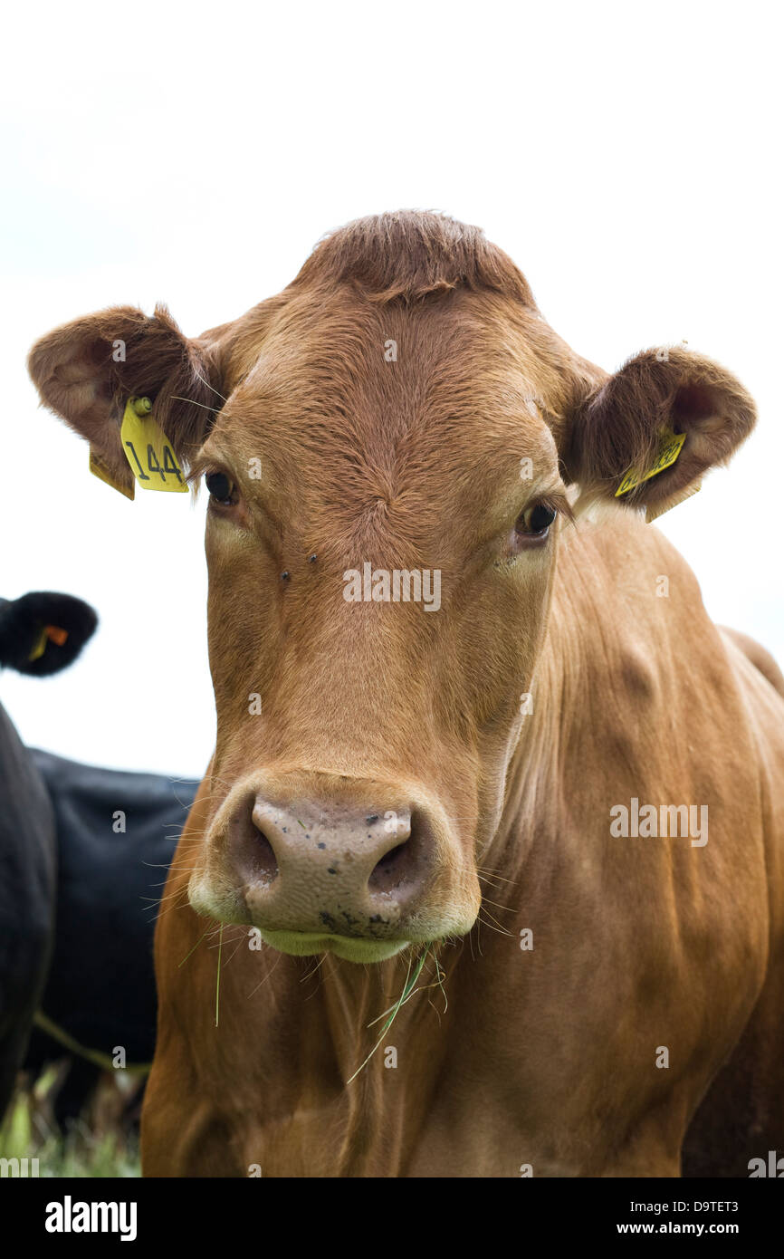 Grazing cows bos taurus in field hi-res stock photography and images ...