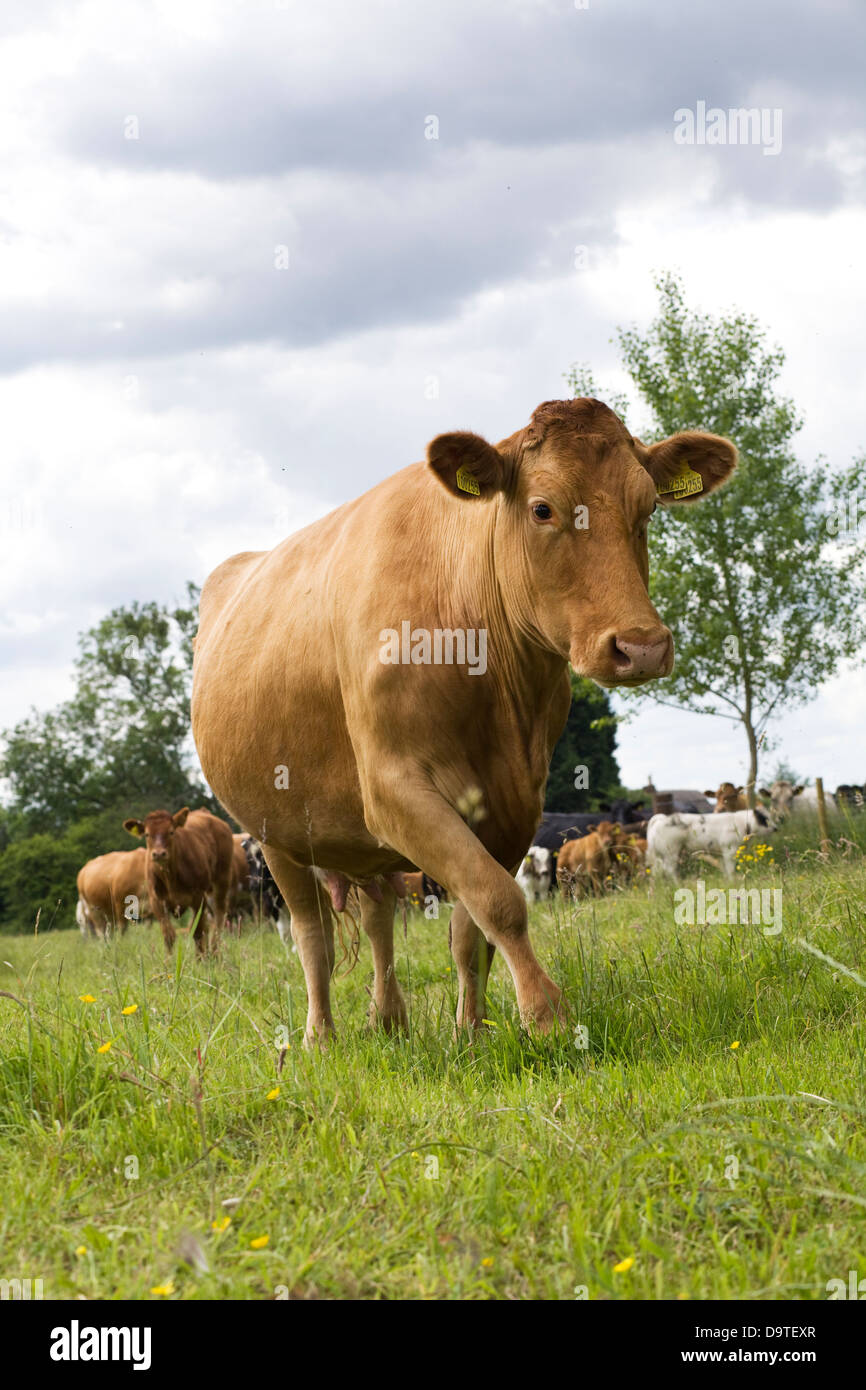 Grazing Cows Bos Taurus In Field High Resolution Stock Photography and ...