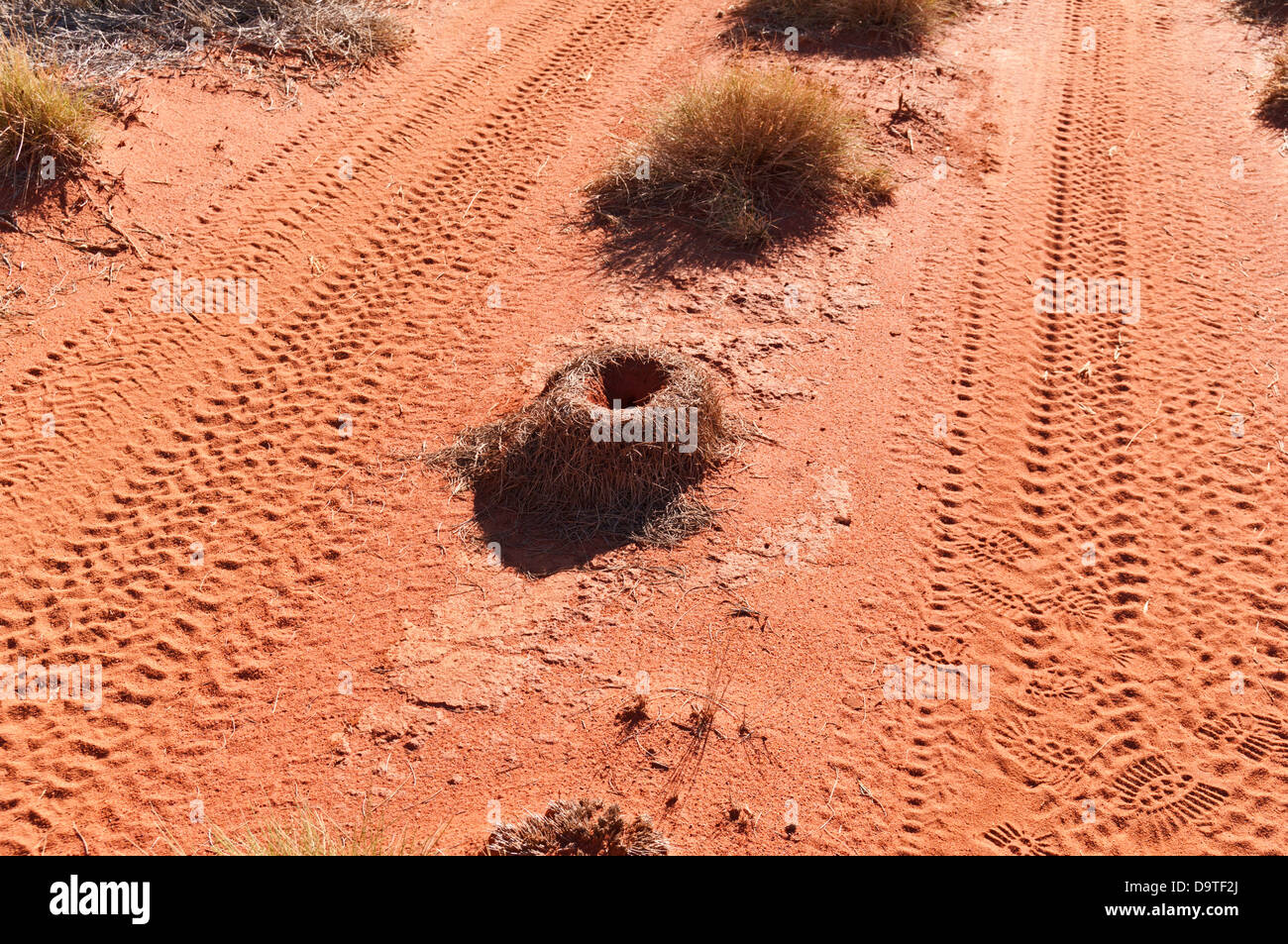Harvester Ant Nest High Resolution Stock Photography and Images - Alamy