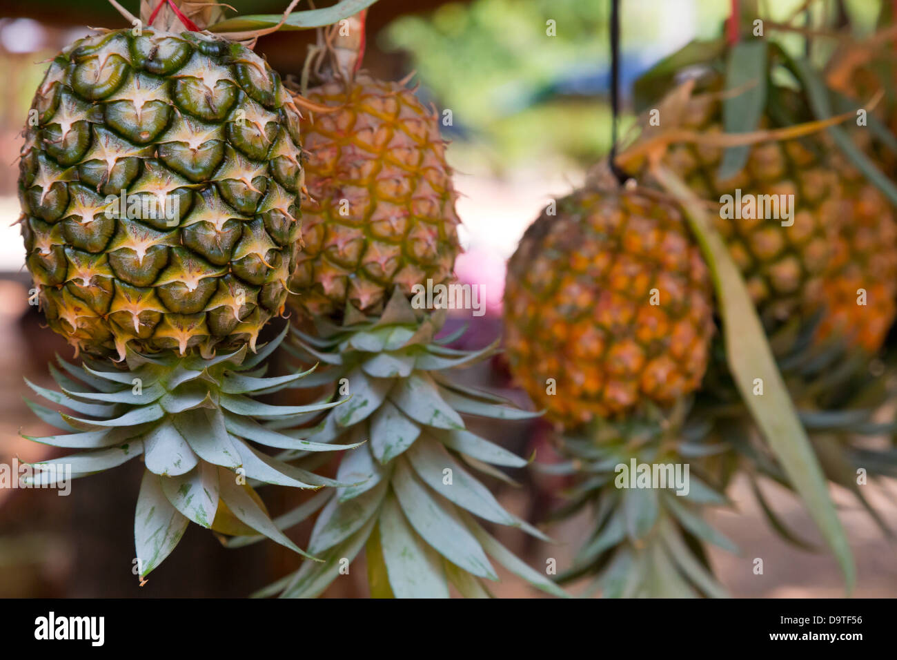 Pineapple Fruits in the Kampot Province of Cambodia Stock Photo - Alamy