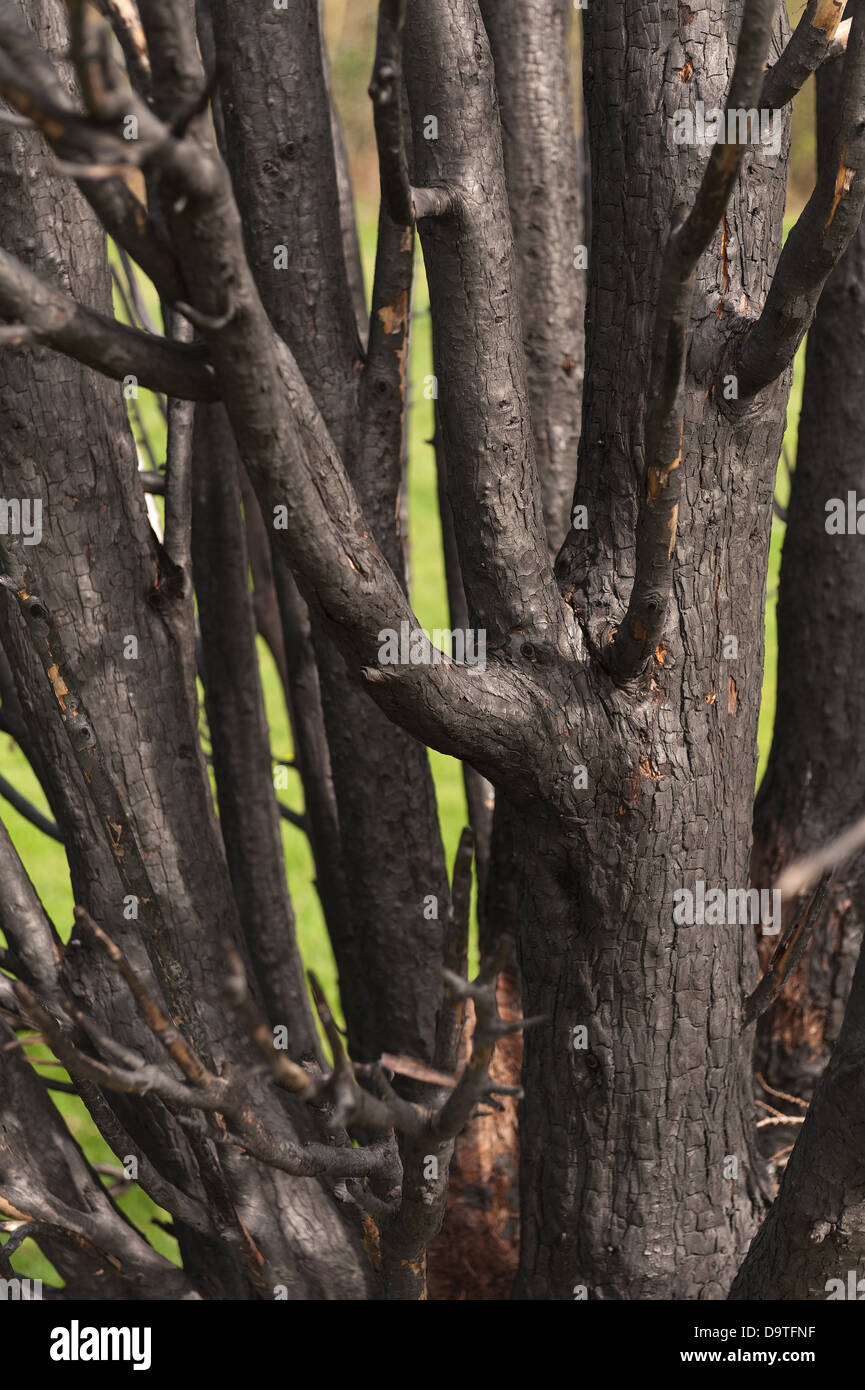 isolated remains of single torched vandalized spoilt conifer tree with ...