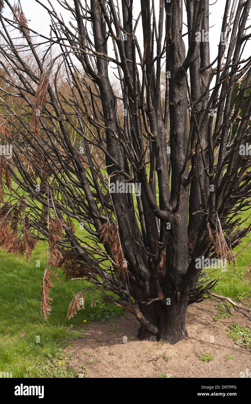 isolated remains of single torched vandalized spoilt conifer tree with ...