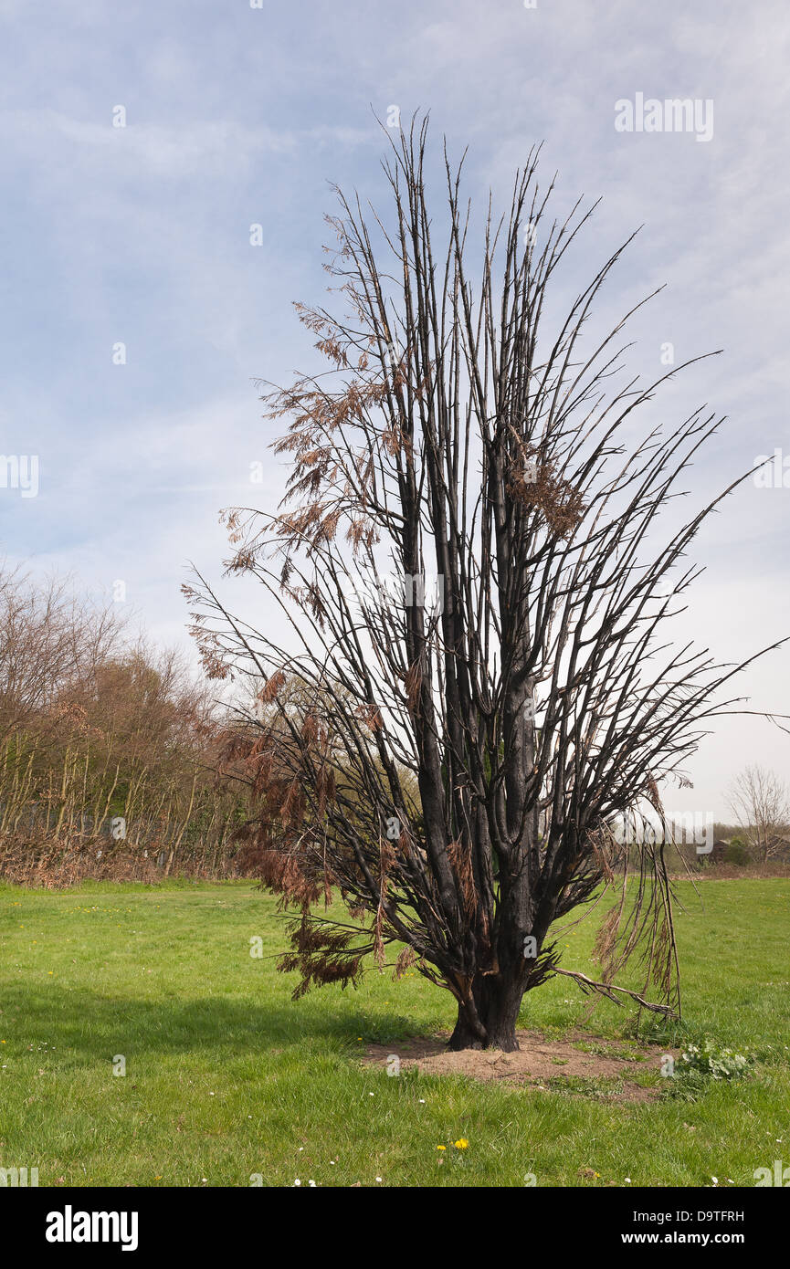 isolated remains of single torched vandalized spoilt conifer tree with ...