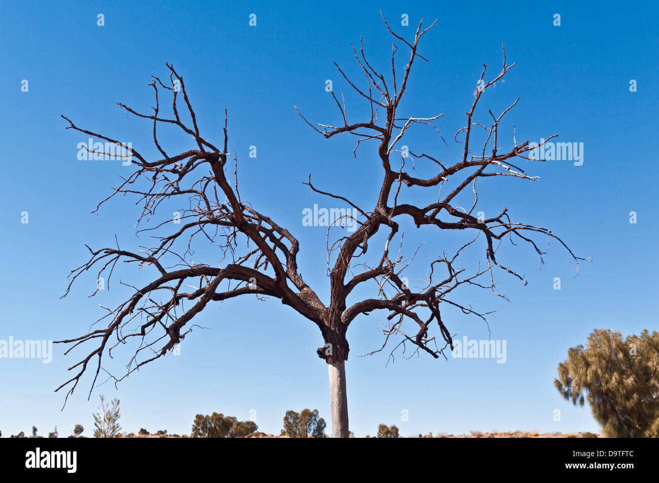DEAD, FIRE DAMAGED TREE, WESTERN AUSTRALIA Stock Photo - Alamy
