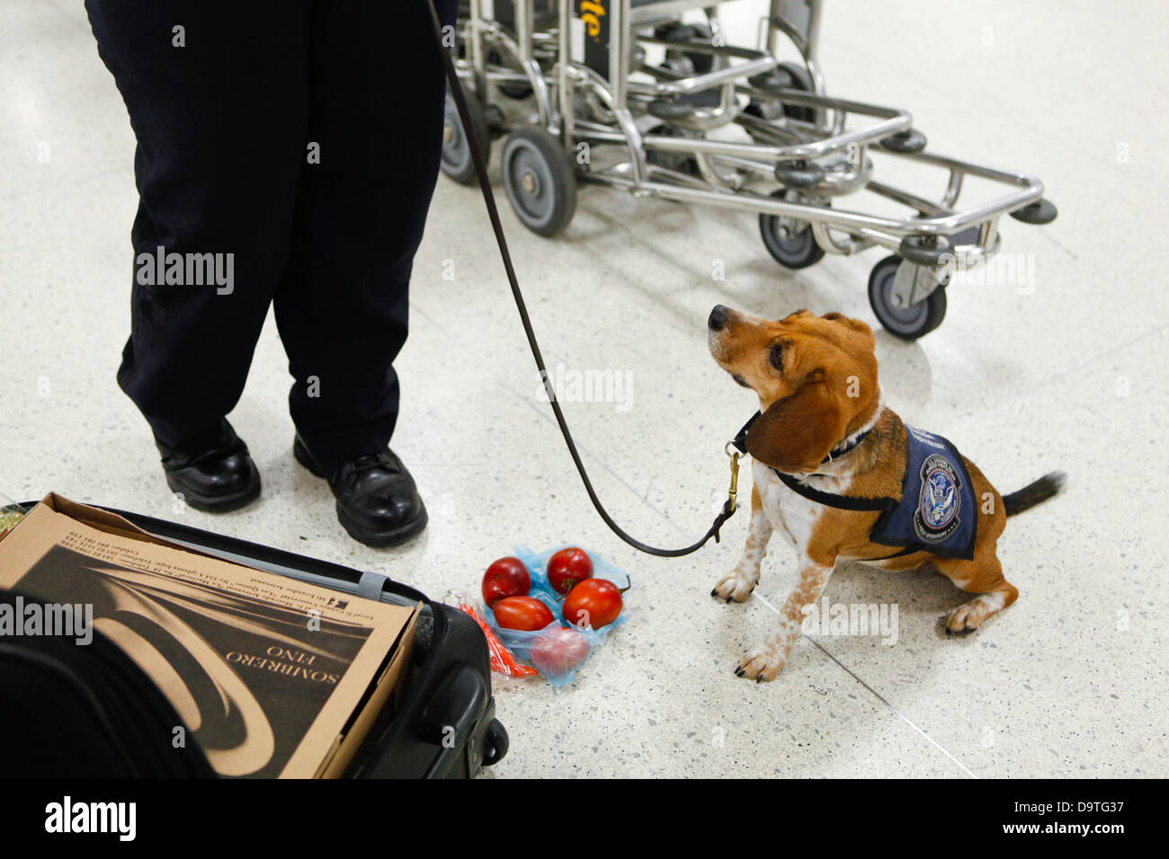 CBP Agricultural Canine Stock Photo - Alamy