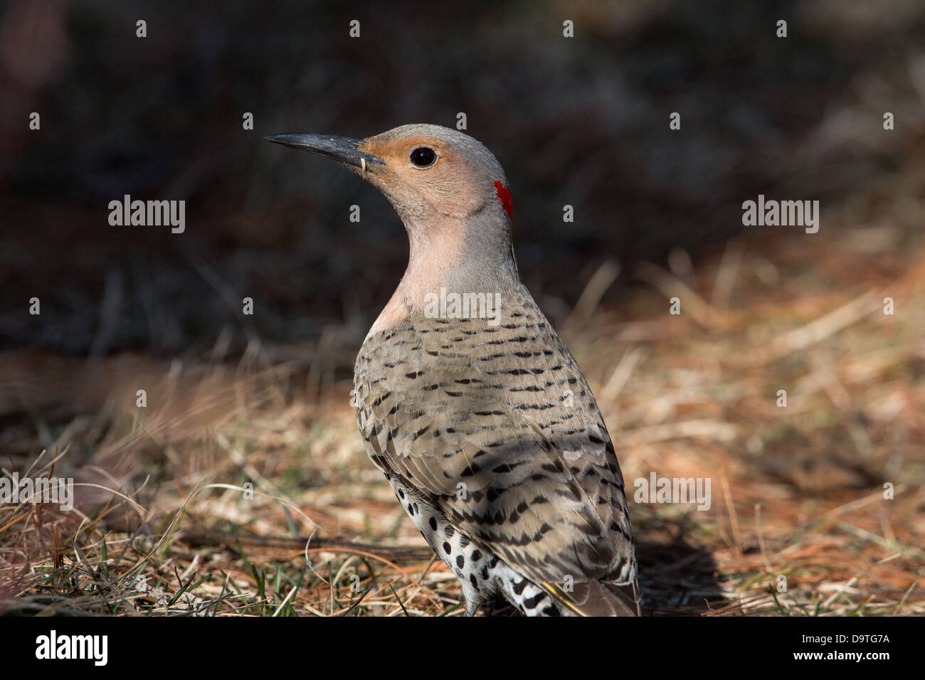 Northern Flicker - female Stock Photo - Alamy
