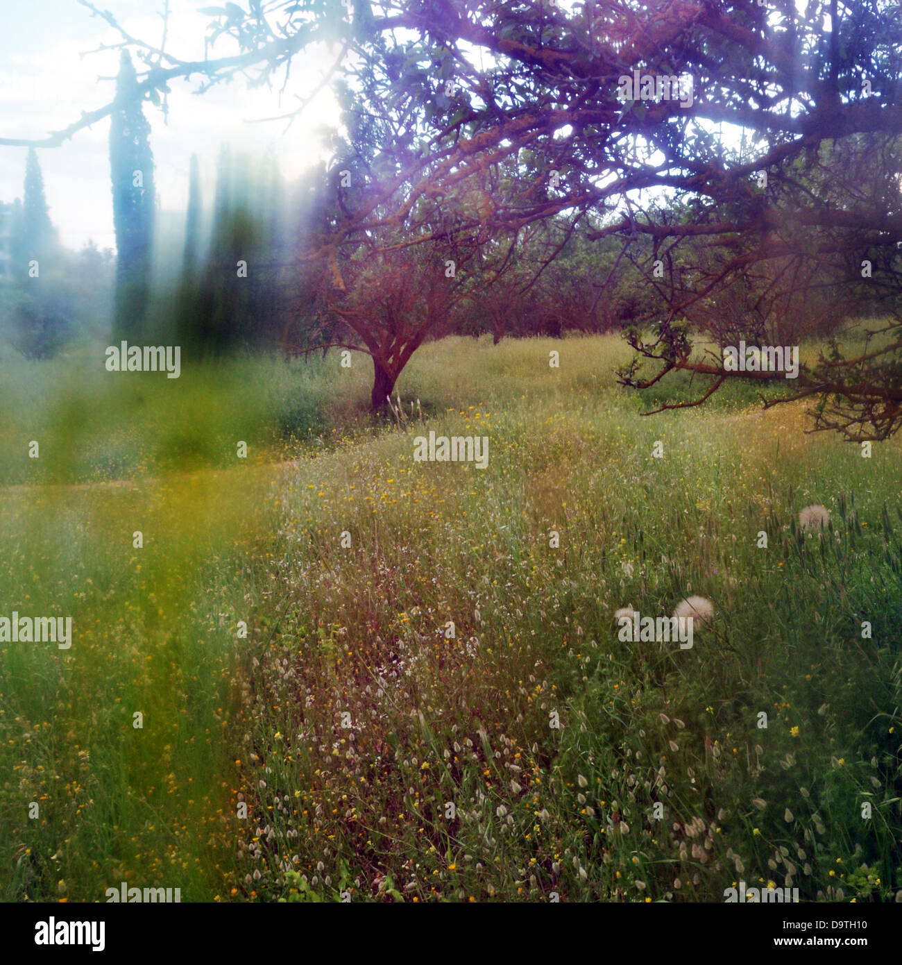 Distorted nature High Resolution Stock Photography and Images - Alamy