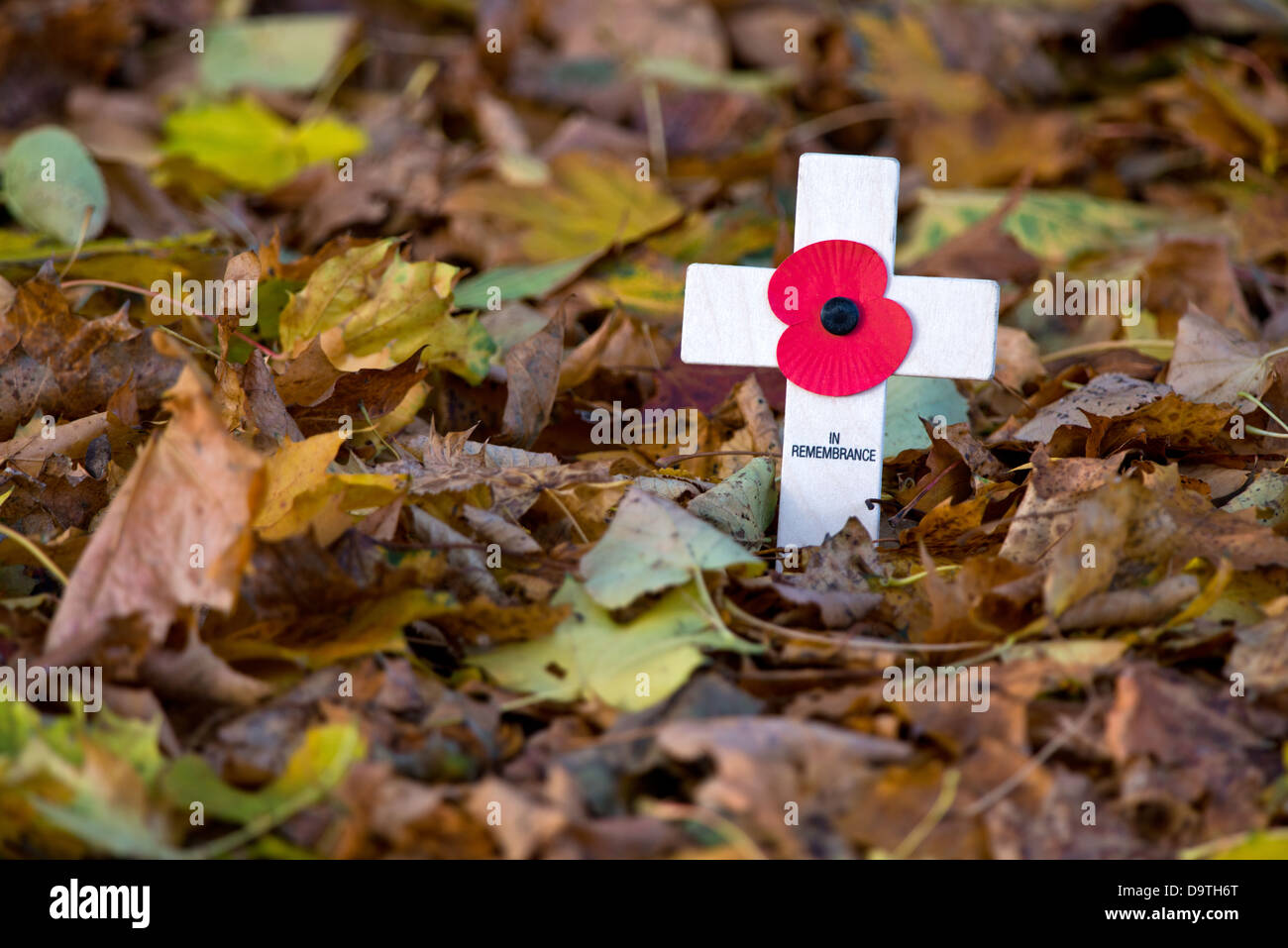 British legion poppy hi-res stock photography and images - Alamy