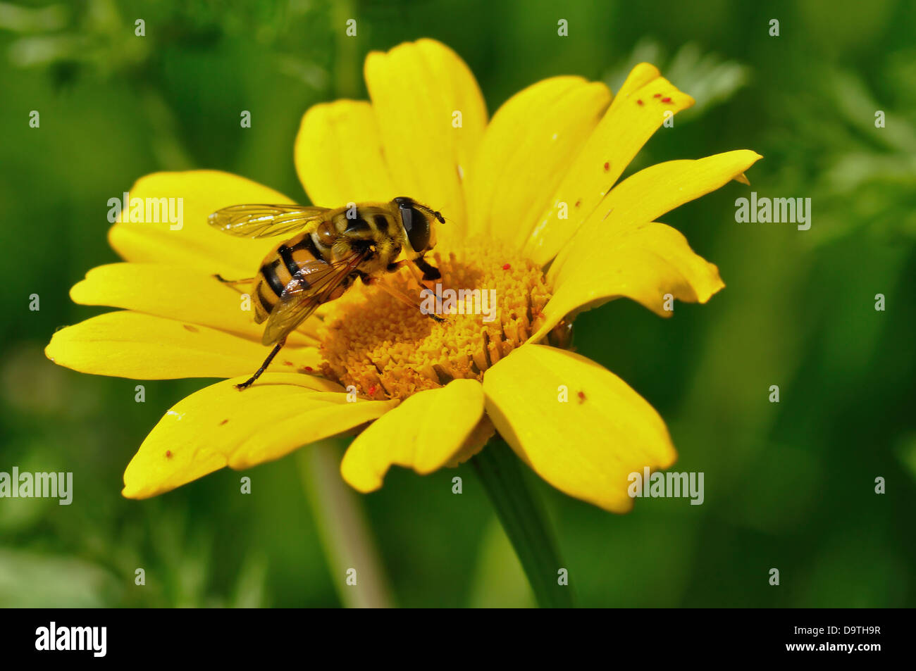 Honey bee and tiny red bugs on yellow flower. Spring season Stock Photo ...
