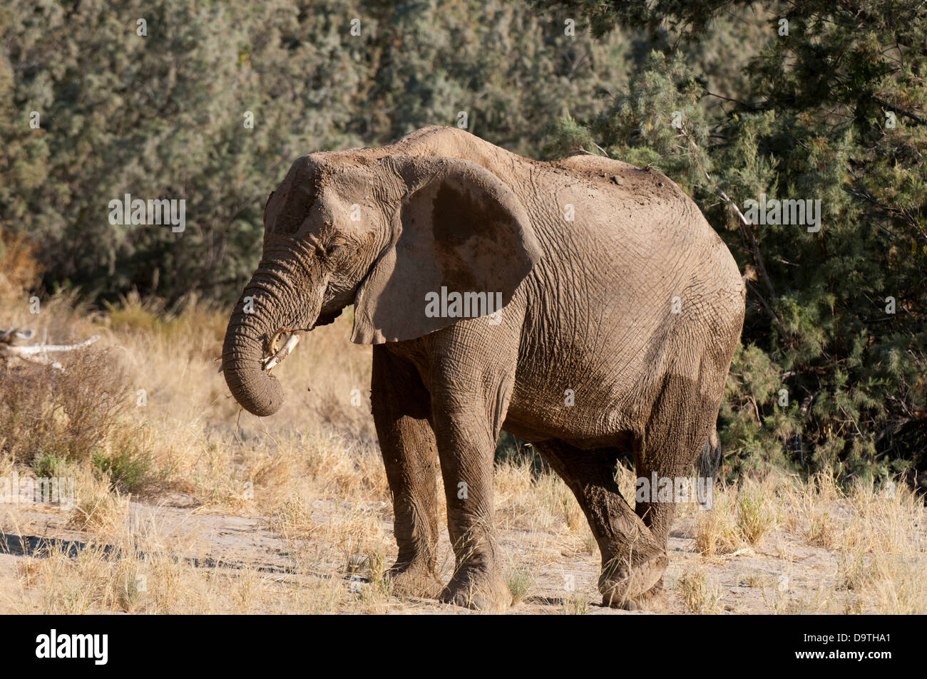 Namibia, Skeleton Coast, Skeleton Coast National Park, Desert Elephant ...