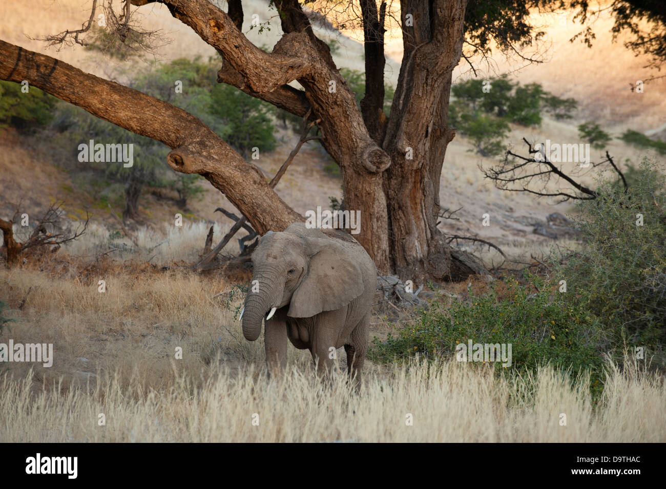 Namibia, Skeleton Coast, Skeleton Coast National Park, Desert Elephant ...