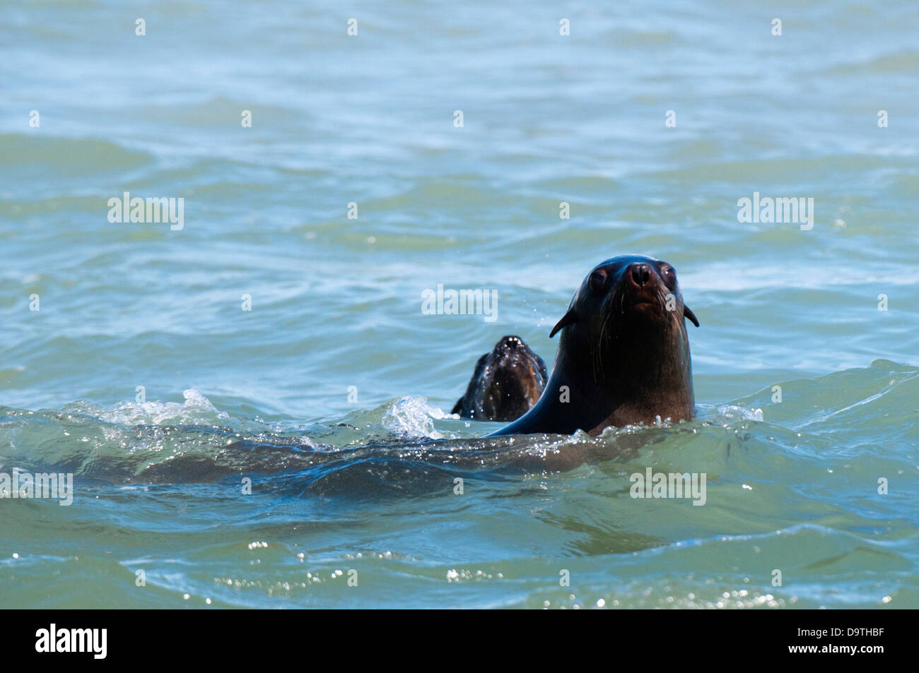Namibia, Skeleton Coast, Skeleton Coast National Park, Cape fur seals ...
