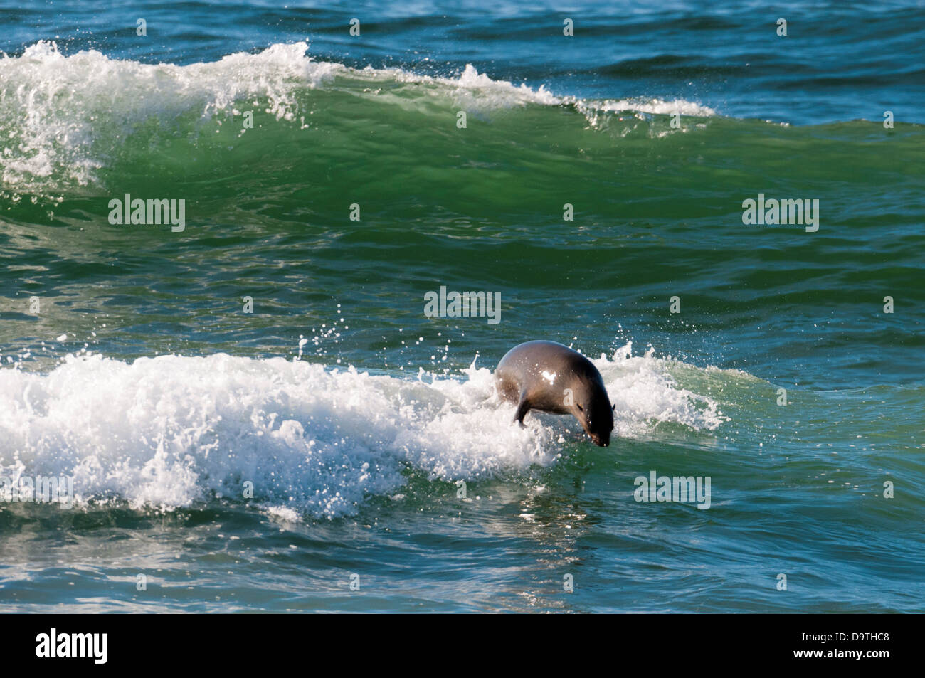Namibia, Skeleton Coast, Skeleton Coast National Park, Cape fur seal ...