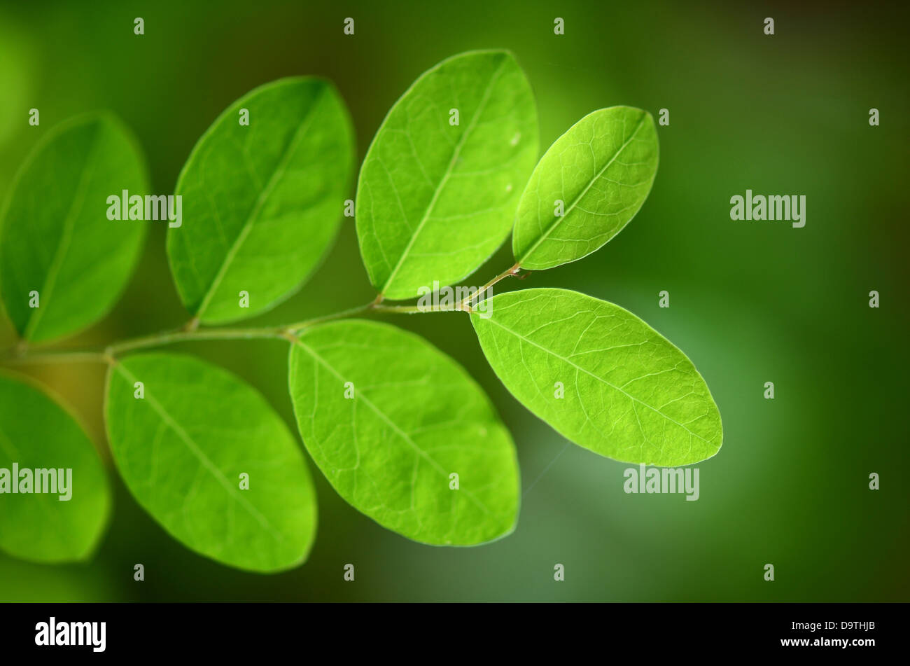 What is plant life hi-res stock photography and images - Alamy