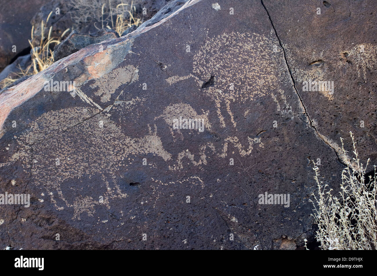 Animal and snake petroglyphs on basalt, Petroglyph State Park, New ...