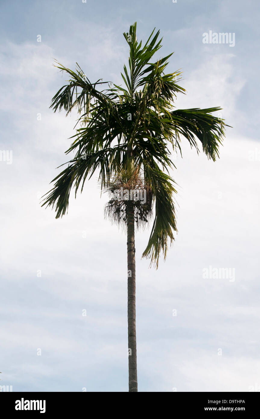 Areca nut palm tree Stock Photo - Alamy