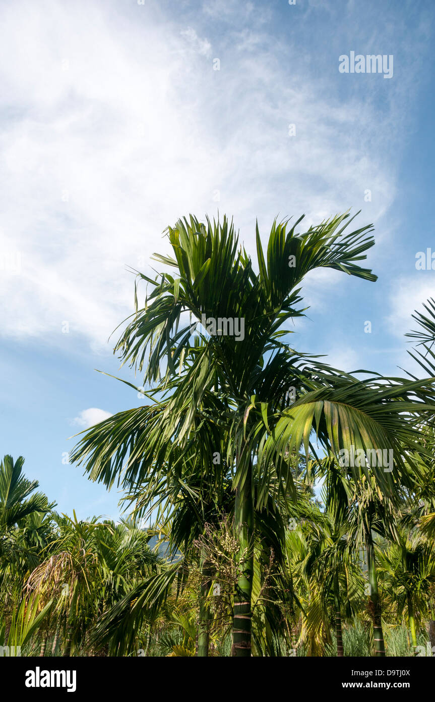 Betel nut palm hi-res stock photography and images - Alamy
