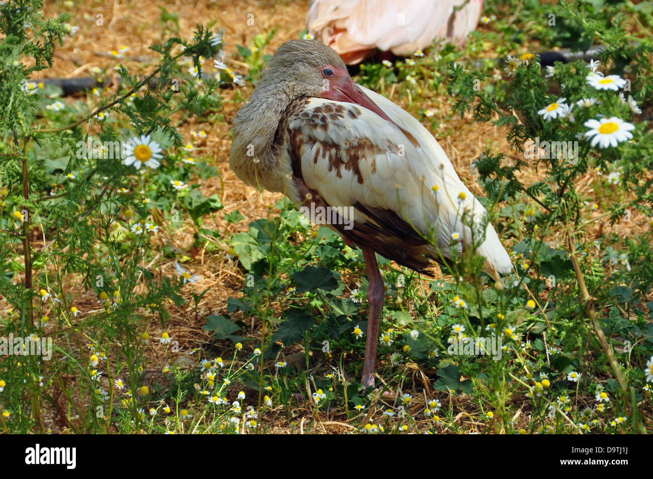 Juvenile american white ibis hi-res stock photography and images - Alamy