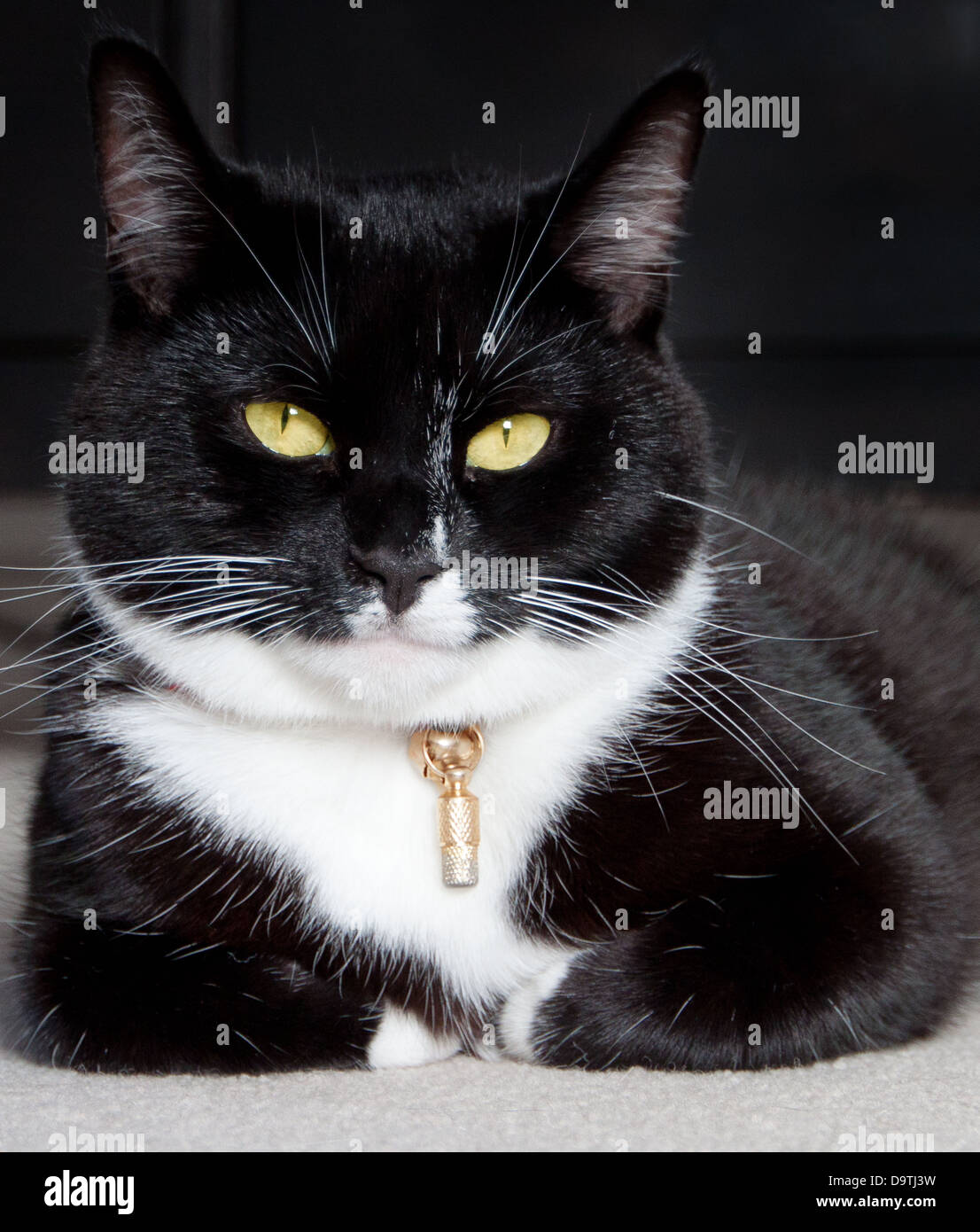 Rescue cat hi-res stock photography and images - Alamy