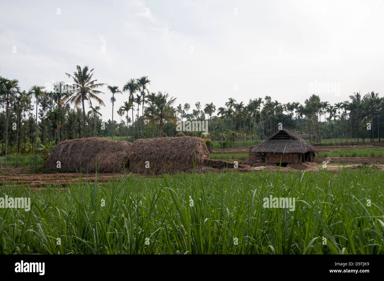 Rural Kerala High Resolution Stock Photography and Images - Alamy