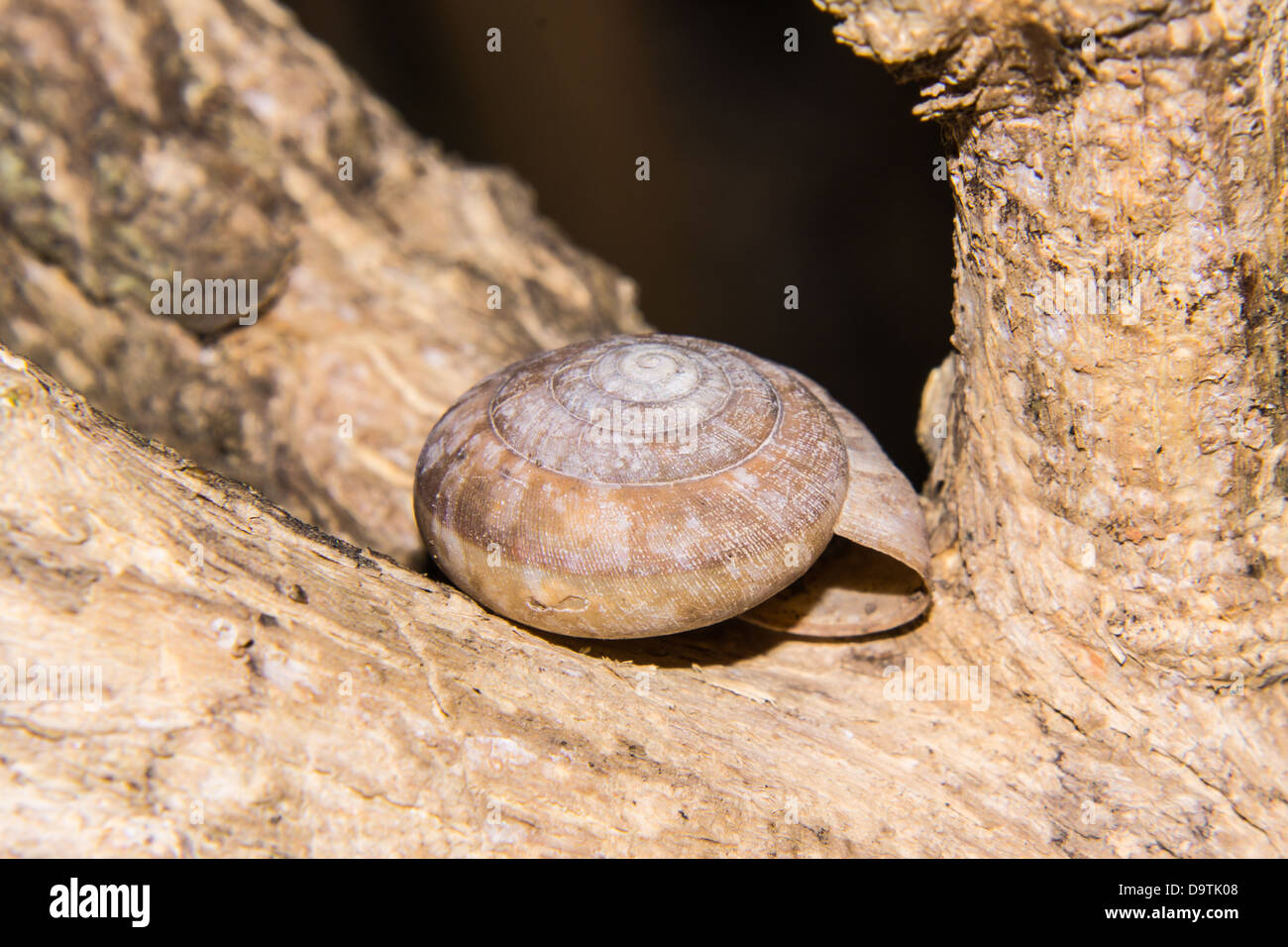 Shell pictures hi-res stock photography and images - Alamy